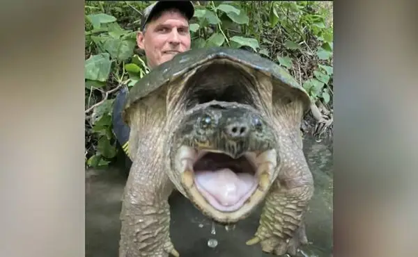 Turtle noodler: Irwin man continues family legacy of catching turtles ...