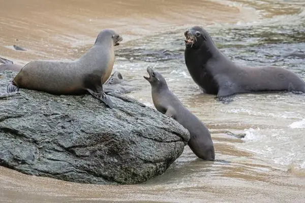 Outbreak of kidney disease is killing sea lions in California. Here’s ...