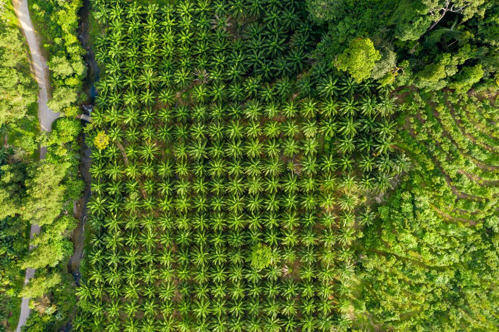 Starling: Deforestation Satellite Monitoring for Supply Chains