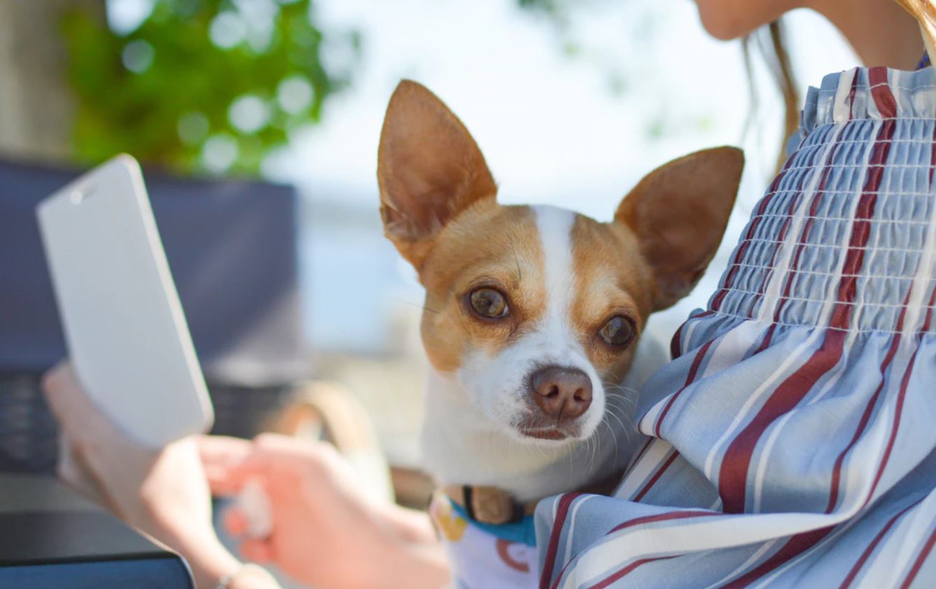 Why is PetBacker Safer?