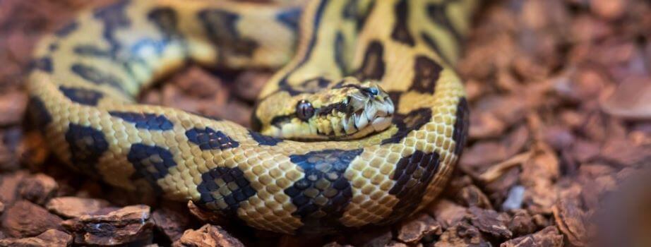 Carpet And Diamond Pythons | Pet Better with Pet Circle