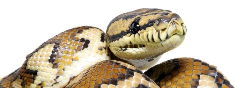Carpet And Diamond Pythons | Pet Better with Pet Circle