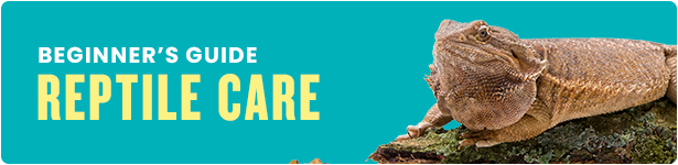 Reptile | Pet Circle