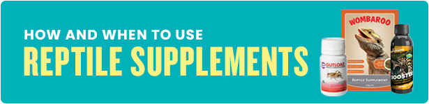 Reptile | Pet Circle