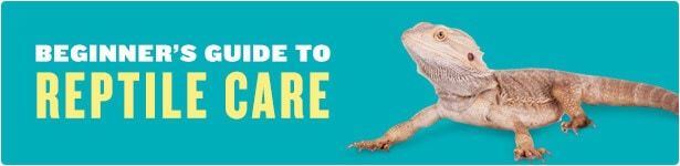 Reptile | Pet Circle