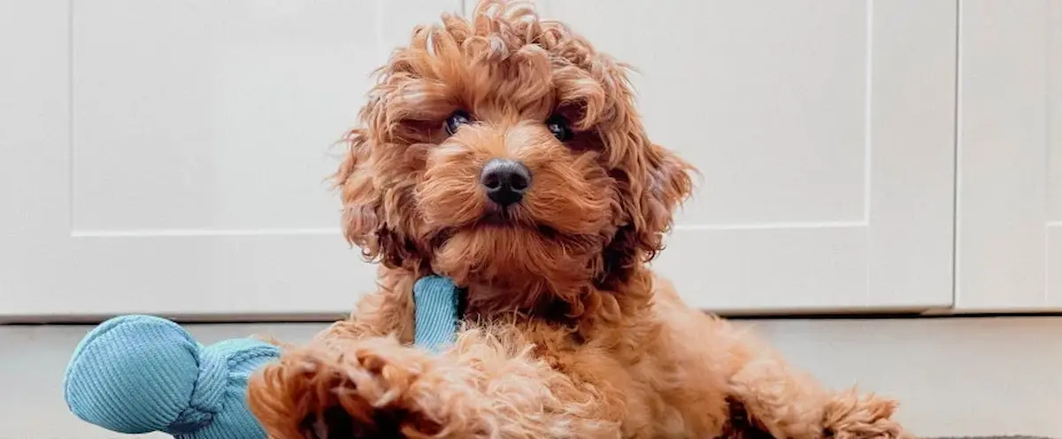 how to train a puppy | Pet Better with Pet Circle