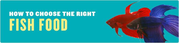 Fighting Fish Care Guide | Pet Better with Pet Circle