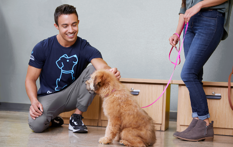 Documents & Charters | Petco, the Health + Wellness Co.