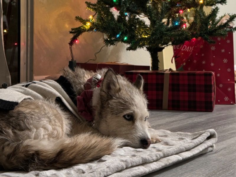 Bella - Husky X Maltese Female Dog For Breeding In California | Vaccinated