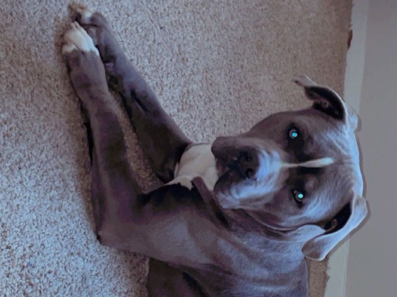 Appollo - Blue Nose Pitbull Stud Dog For Breeding In Virginia | Proven ...