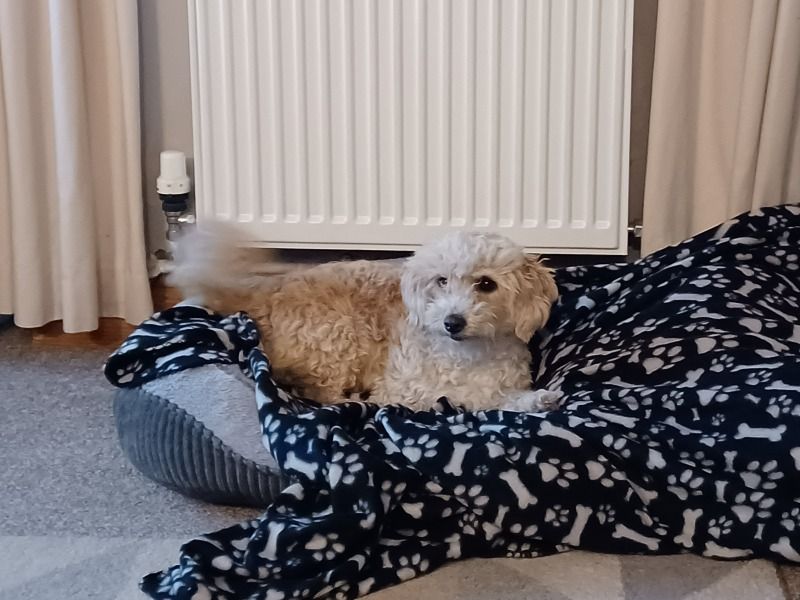 Mabel - Cockapoo X Bichon Frise Female Dog For Breeding In England ...