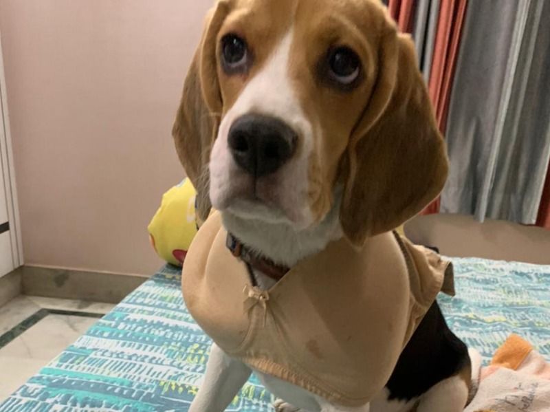 Coco - Beagle Stud Dog For Breeding In West Bengal | Vaccinated