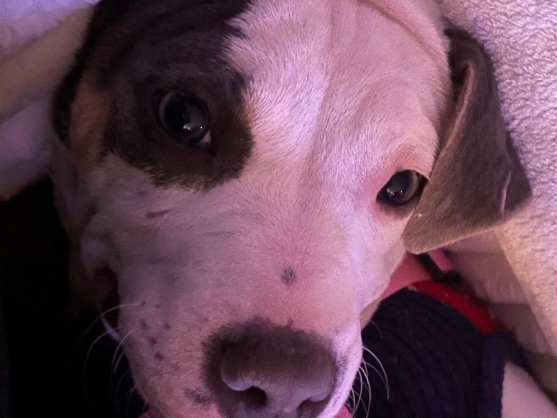 Maya - Female Puppy Pit Bull Terrier for Adoption in Forsyth County, NC ...