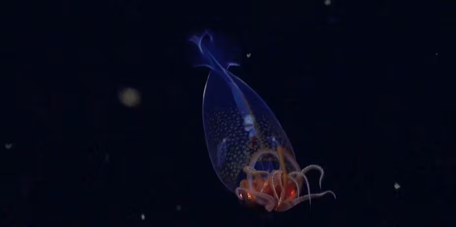 A century after its discovery, scientists capture first confirmed ...