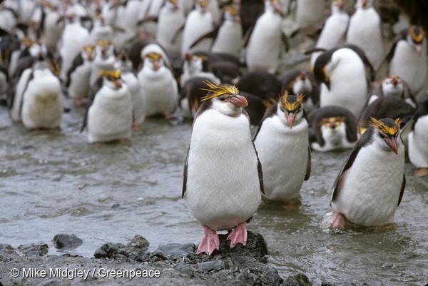 Qual o pinguim mais irresistível da Antártida? - Greenpeace Brasil