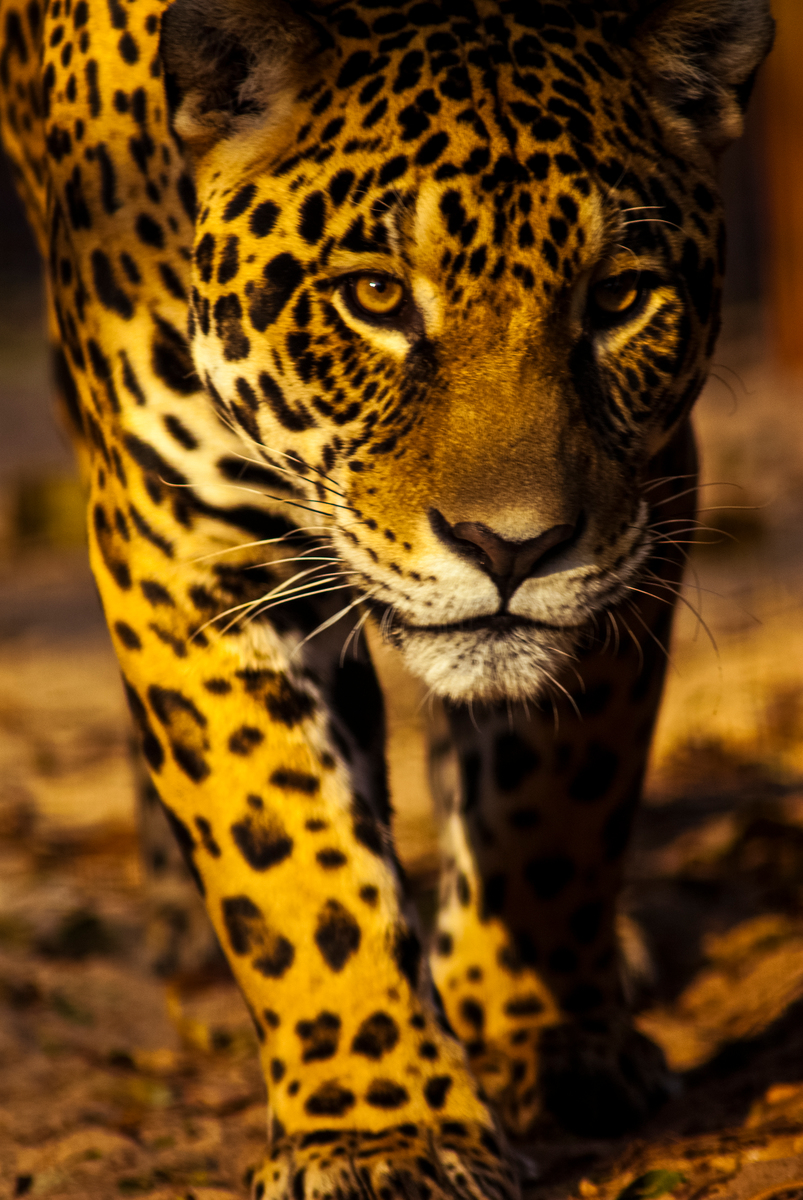 A Amazônia é sua, é nossa, é de todos nós - Greenpeace Brasil