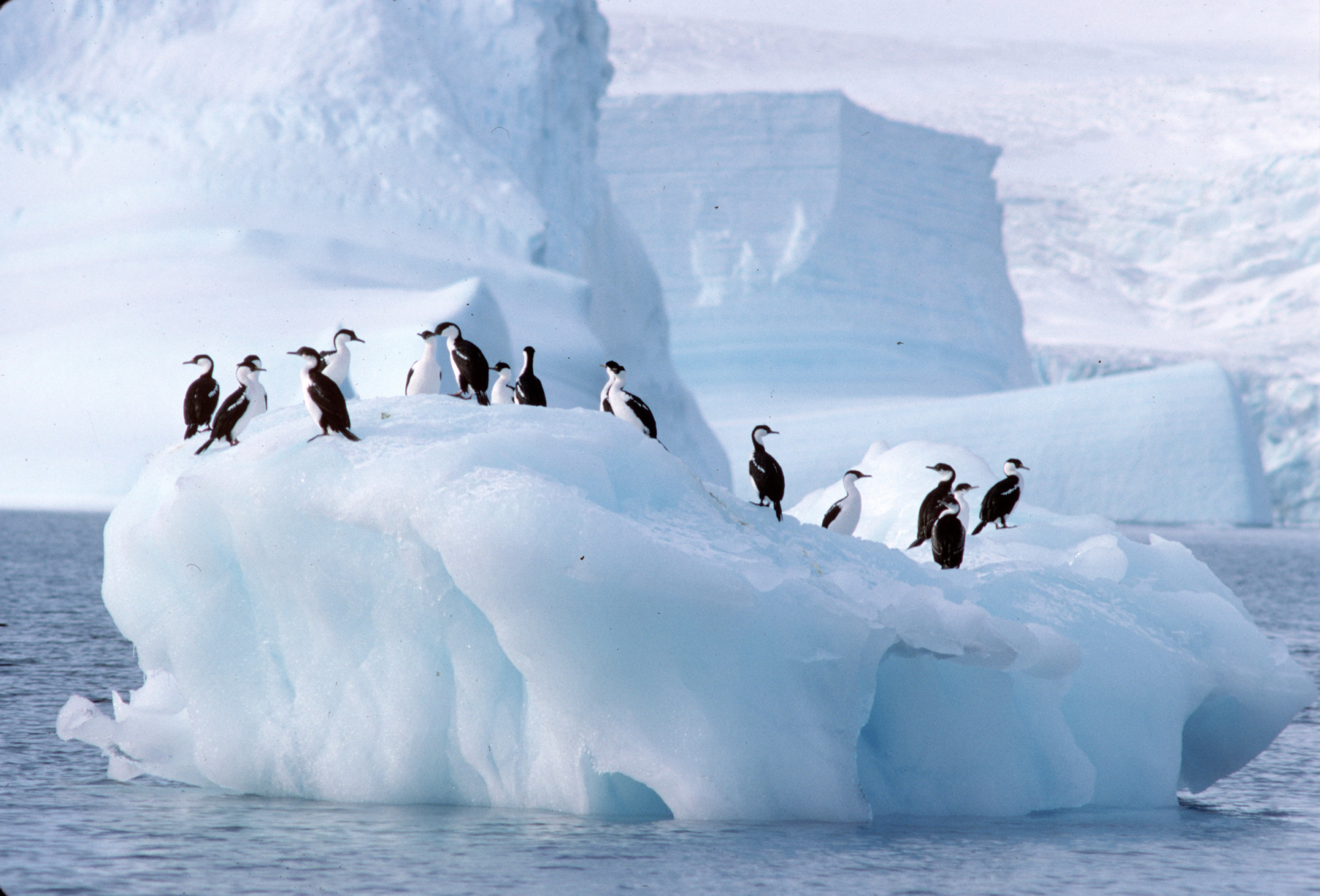 Blue-eyed Shags in King George Island, Antarctica - Greenpeace Danmark