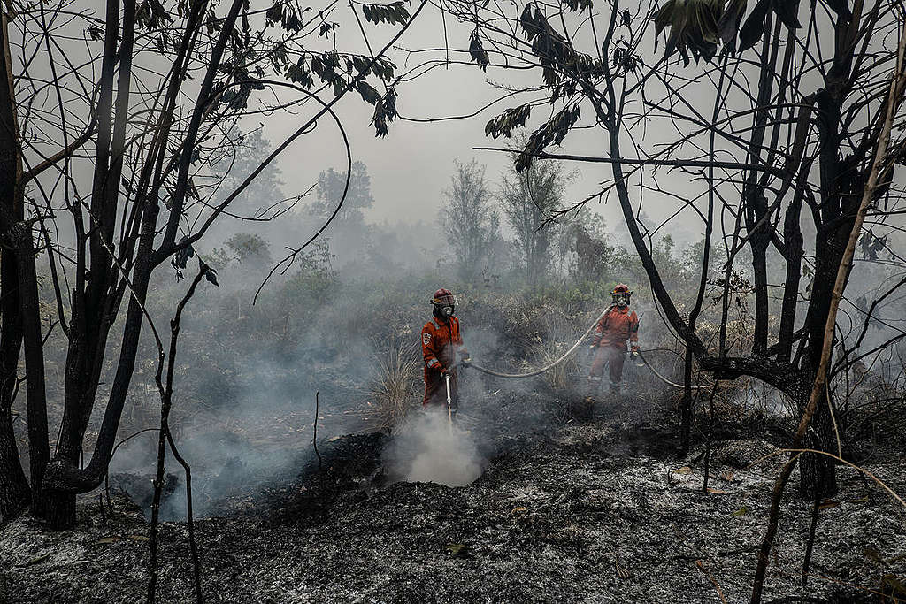 Hutan Tanpa Api - Greenpeace Indonesia