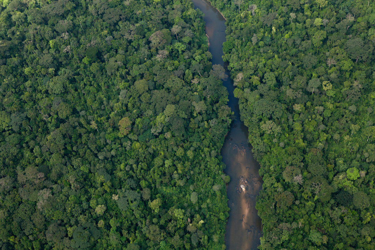 Tropical deforestation is bad news – the science keeps telling us ...
