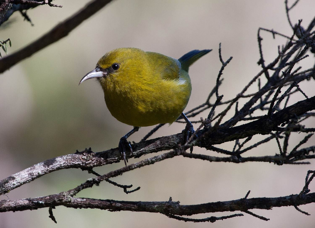 Hawaii Amakihi | Plugon