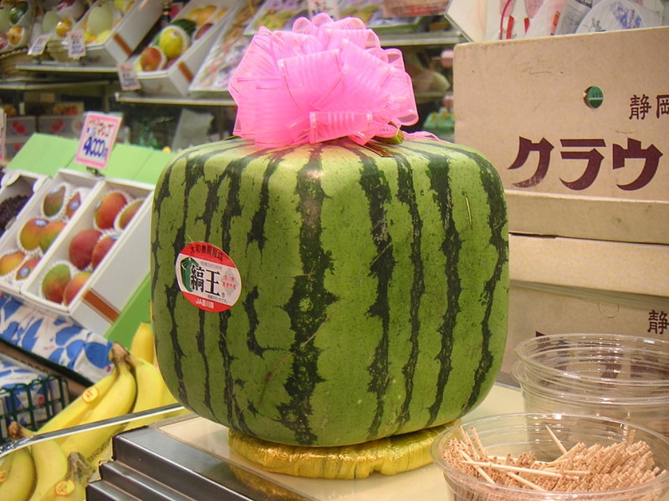 Square watermelon | Plugon