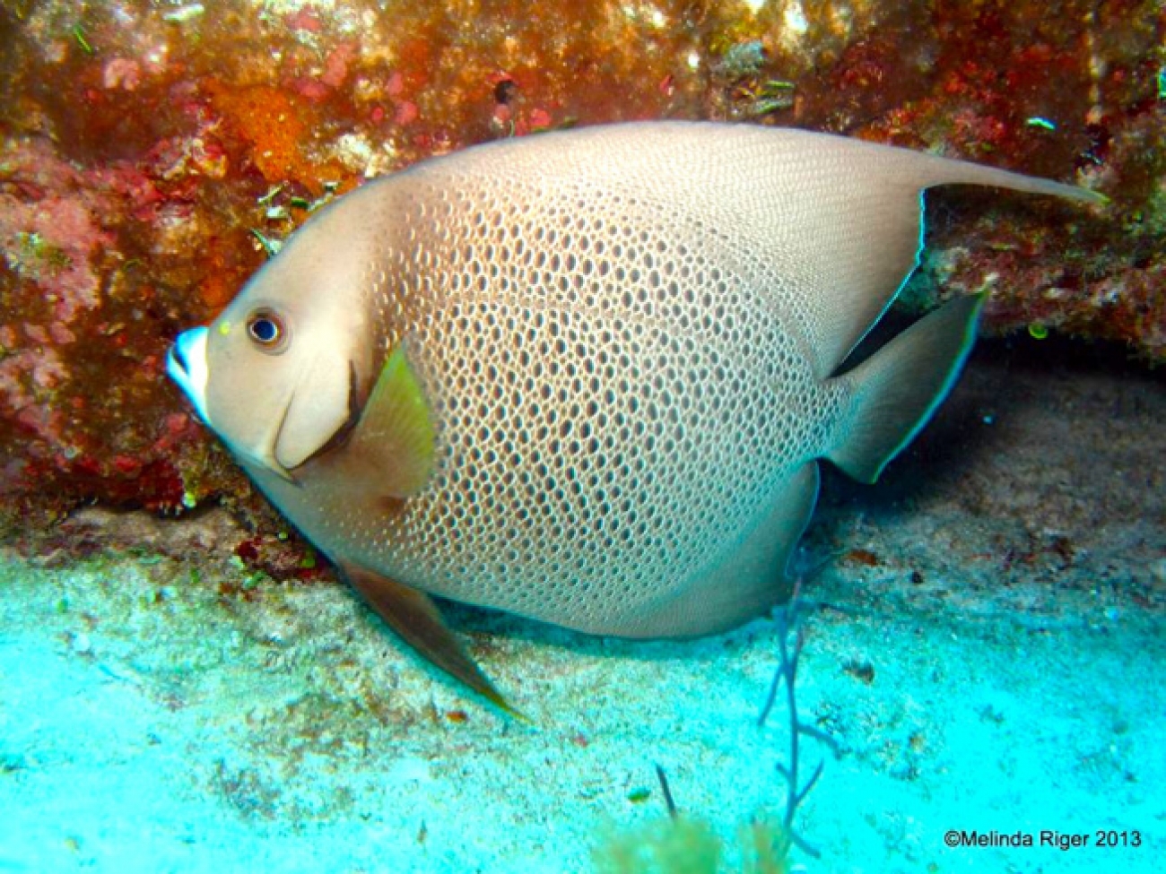 Gray angelfish | Plugon
