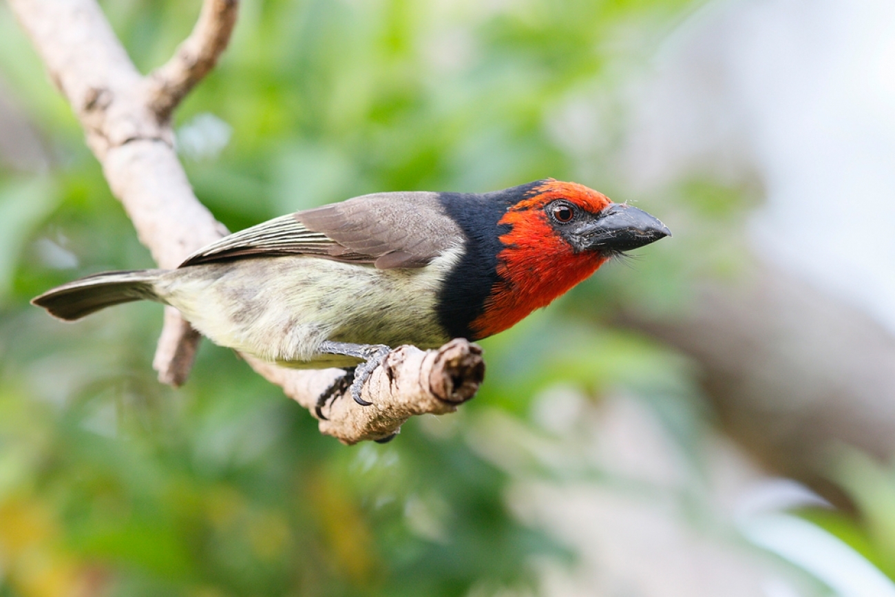 Black-collared Barbet | Plugon