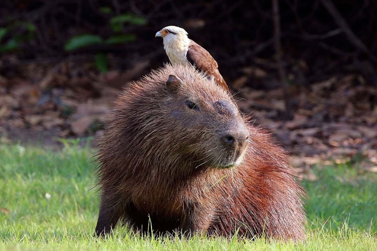 Capybara fun facts | Plugon