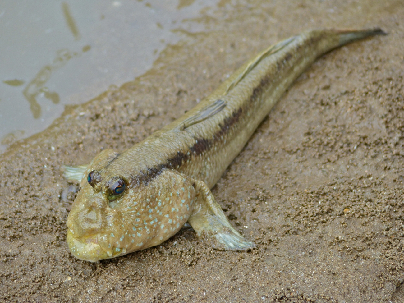 Mudskipper | Plugon