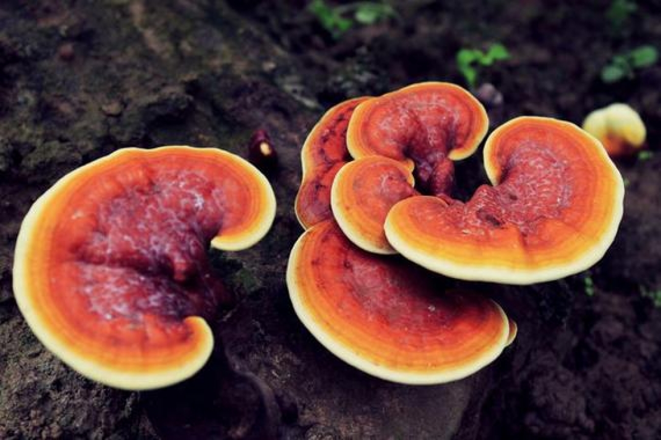 Benefits of eating Reishi (Ganoderma lucidum) | Plugon