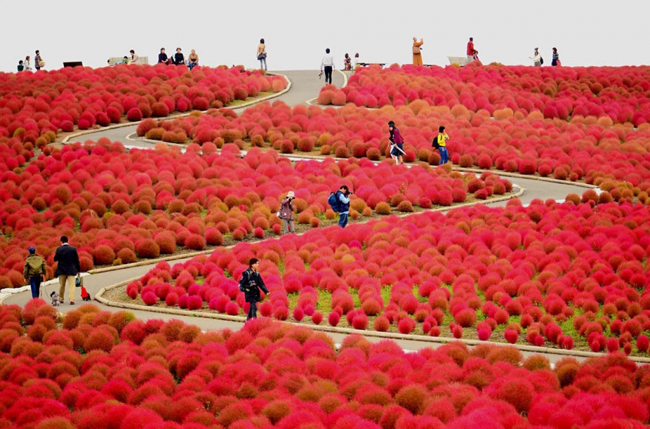 Hitachi Seaside Park, Japan | Plugon