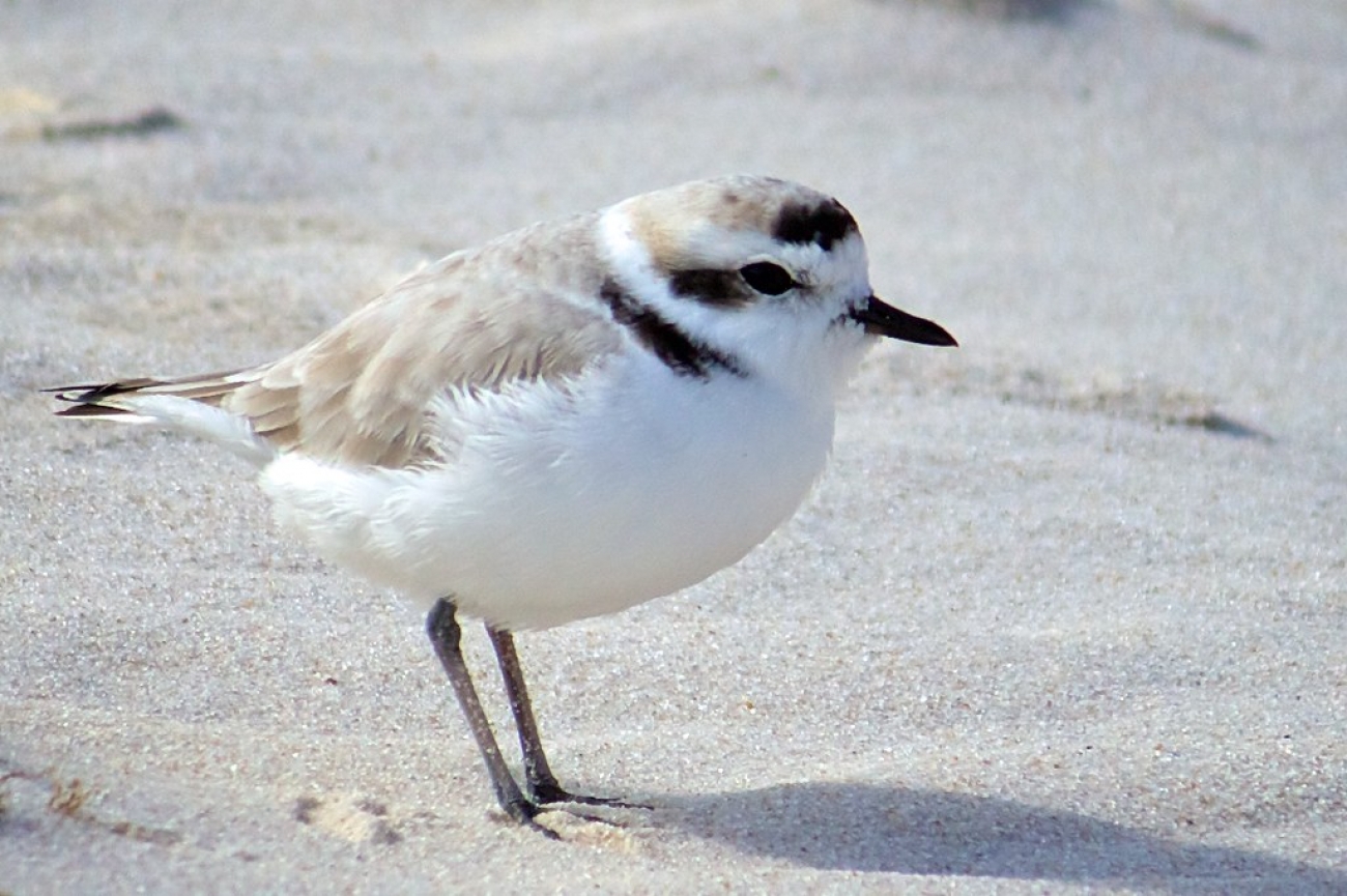 Snowy plover | Plugon