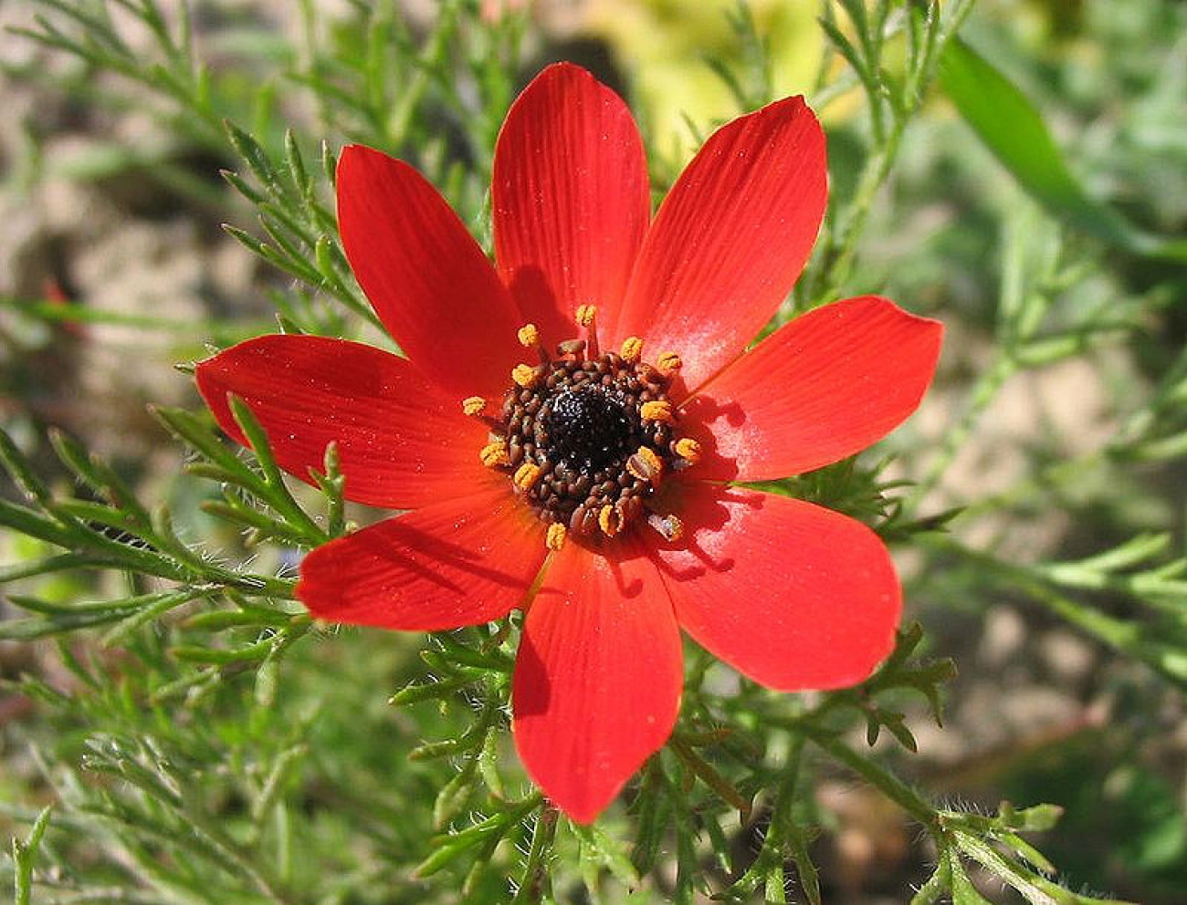 Adonis annua poisonous flower | Plugon