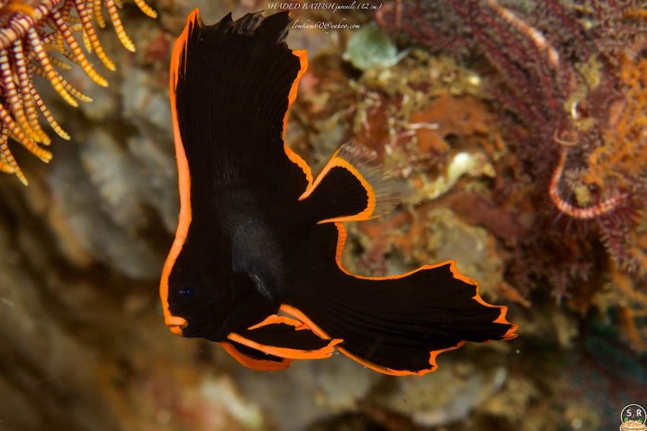 Dusky batfish | Plugon