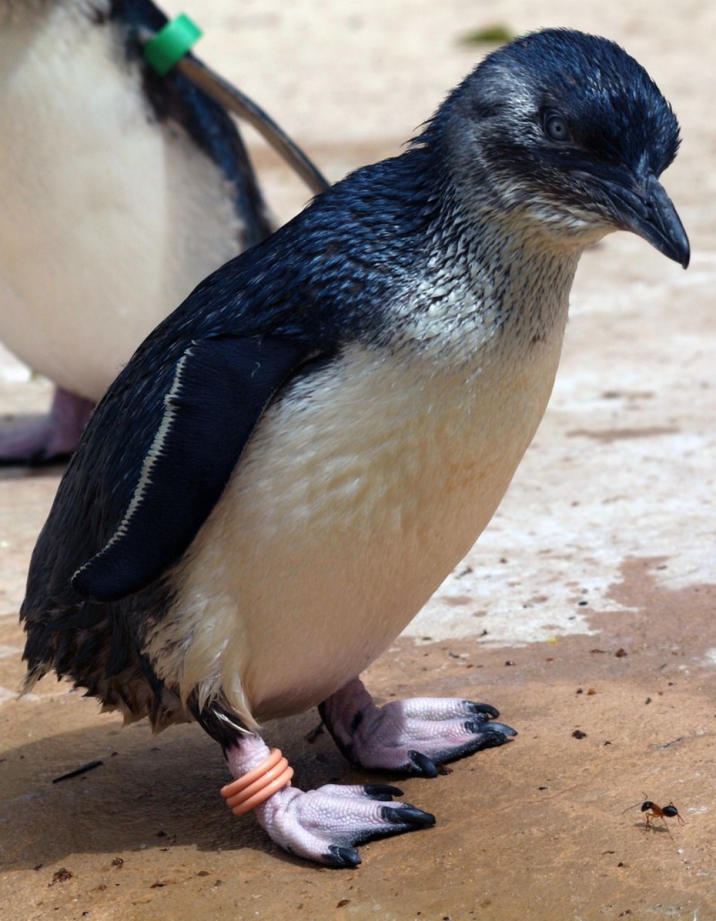 Little penguin | Plugon