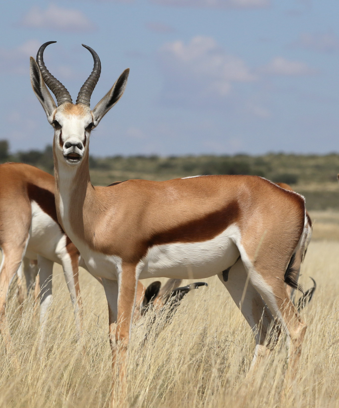 Springbok | Plugon