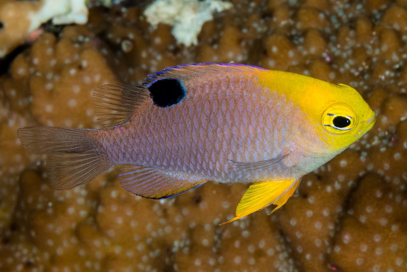 Talbot's Damsel | Plugon