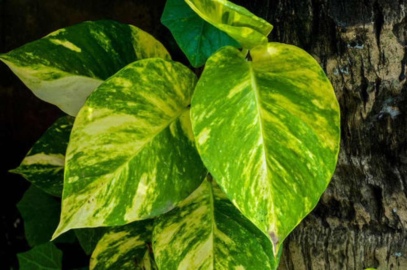 Golden Devil's Ivy - Pothos Ivy | Plugon