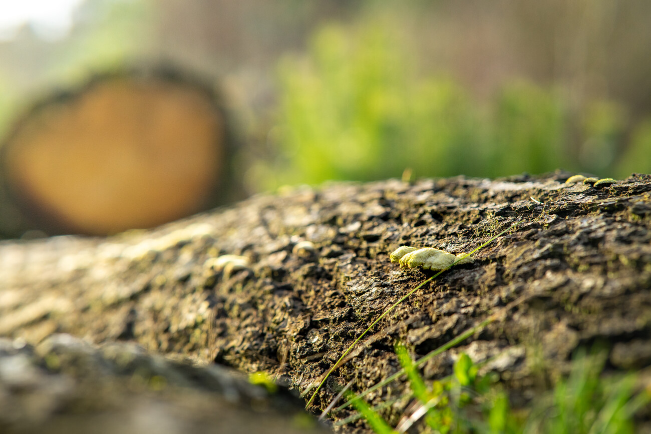 Maashorst Natuur Brabant Herfst Mos Paddenstoelen | Posters ...