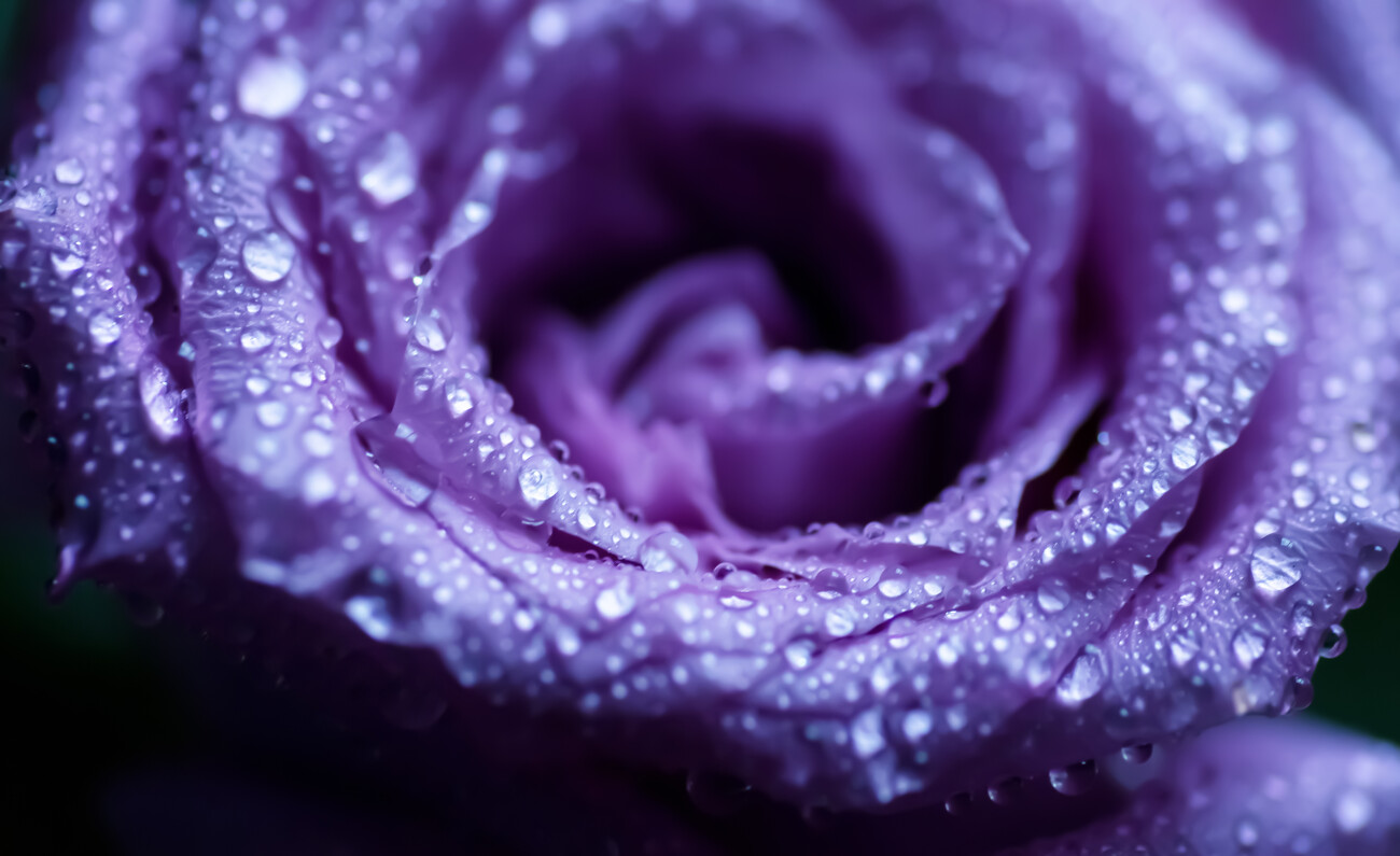 Into The Rose | Posters, Impressions artistiques, Décoration murale