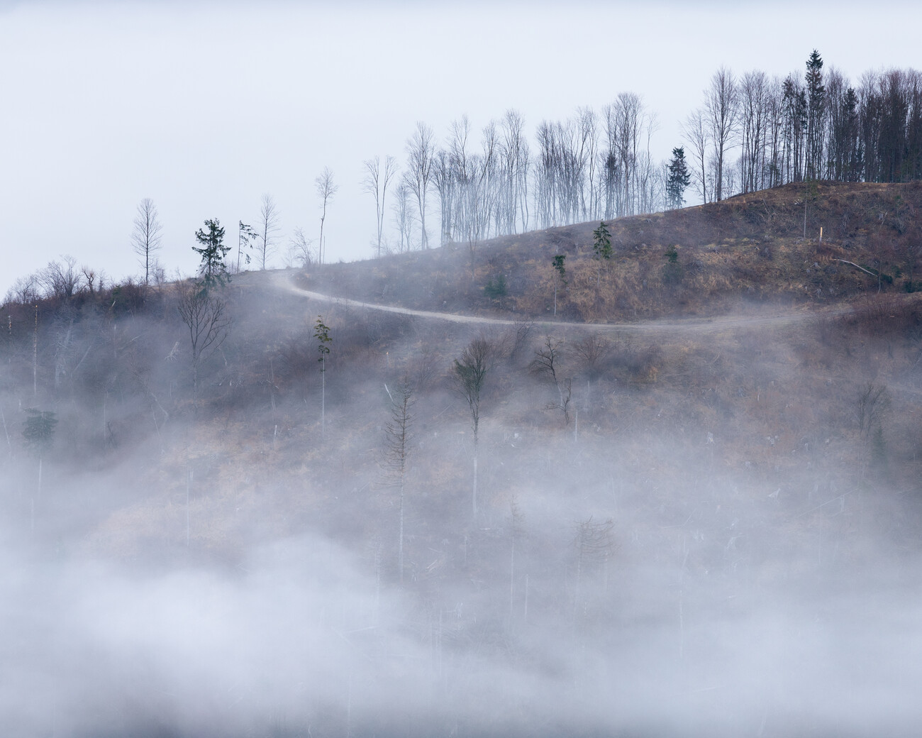 Misty path | Poster, Kunstdrucke, Fototapeten | Europosters