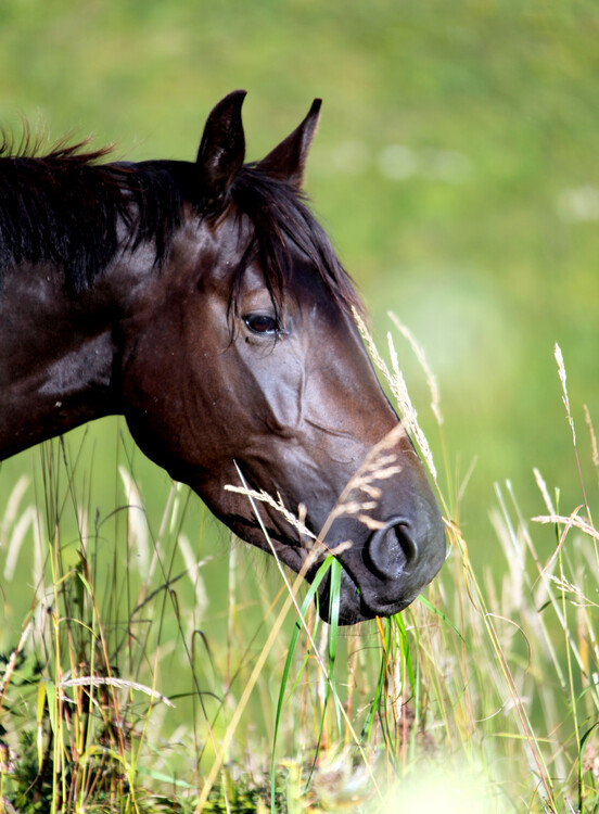 Pferde - Poster und Plakate | Online kaufen bei Europosters.de
