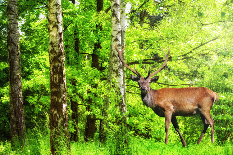Temperate Rainforest Deer