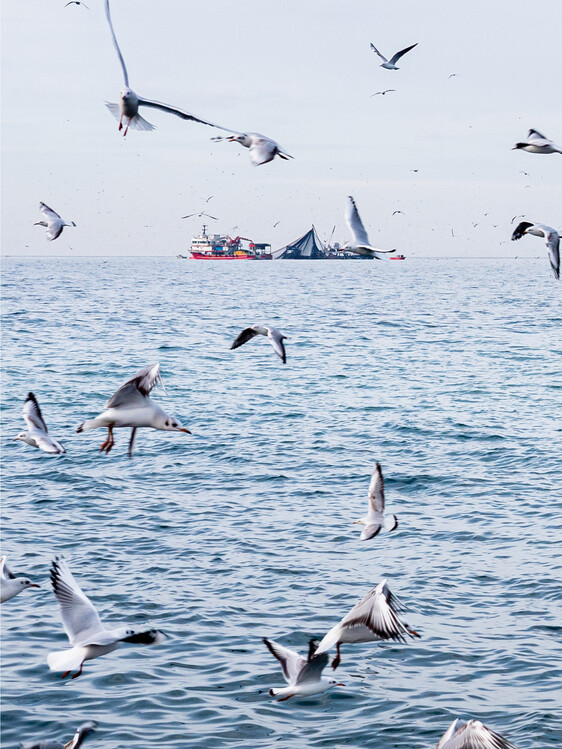 Seagulls as Posters and Art Prints - Buy Online at Europosters