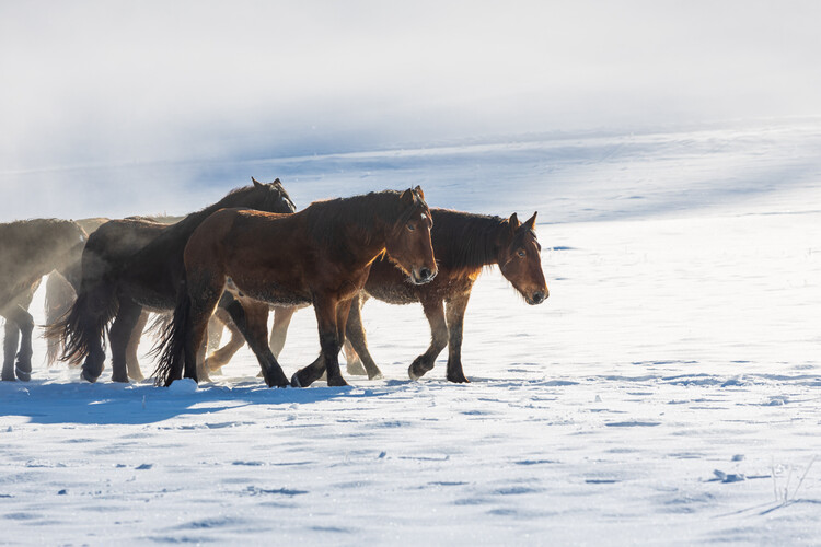 Lovak Plakátok, Poszterek eladása az Europosters.hu-n