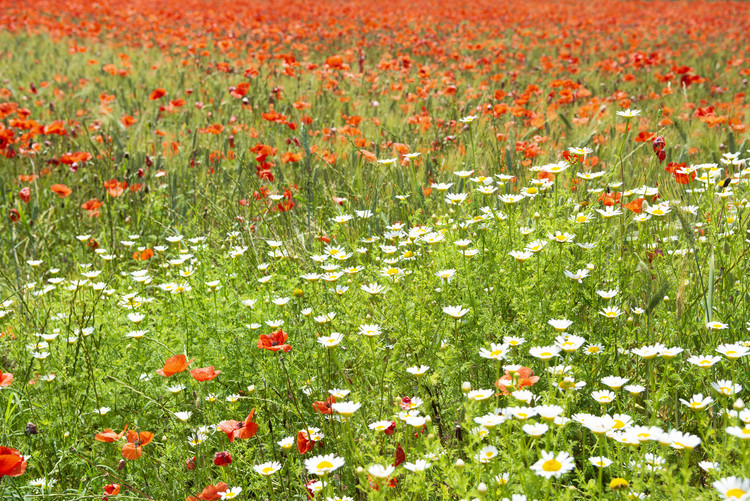 Přivítání jara jako Plakáty, Obrazy a Fototapety na zeď na Posters.cz