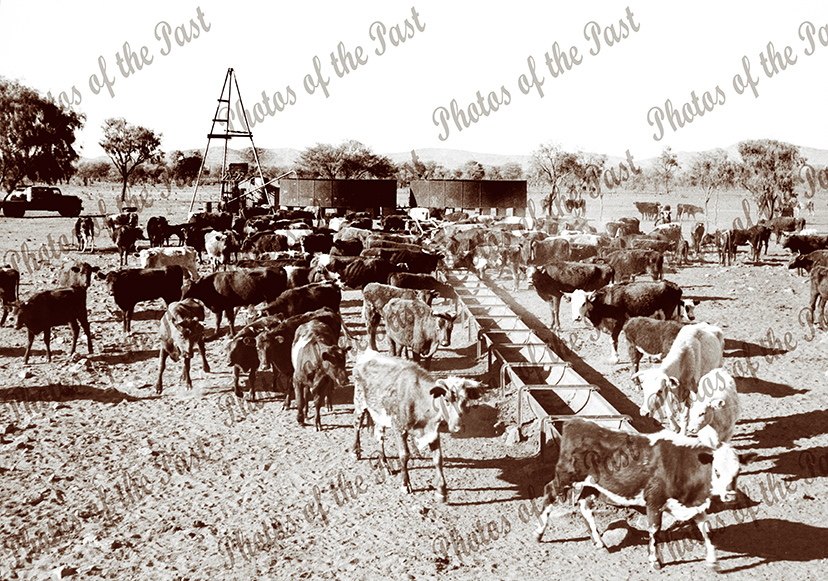 Stockyard – Photos of the Past