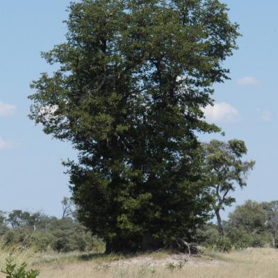 Colophospermum mopane (J.Kirk ex Benth.) J.Léonard | Plants of the ...
