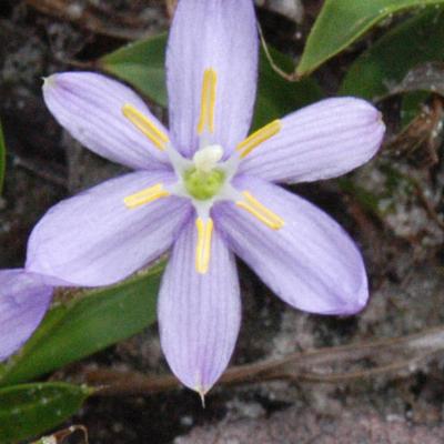 Velloziaceae J.Agardh | Plants of the World Online | Kew Science