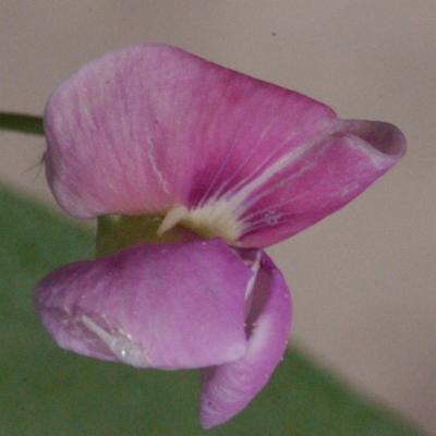 Dolichos L. | Plants of the World Online | Kew Science